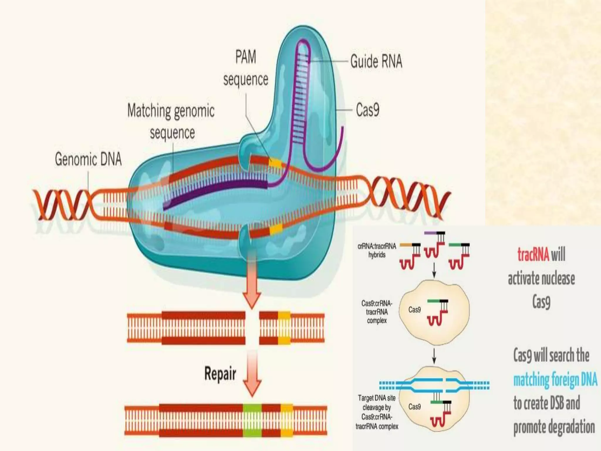 REVERSE GENETICS | PPTX