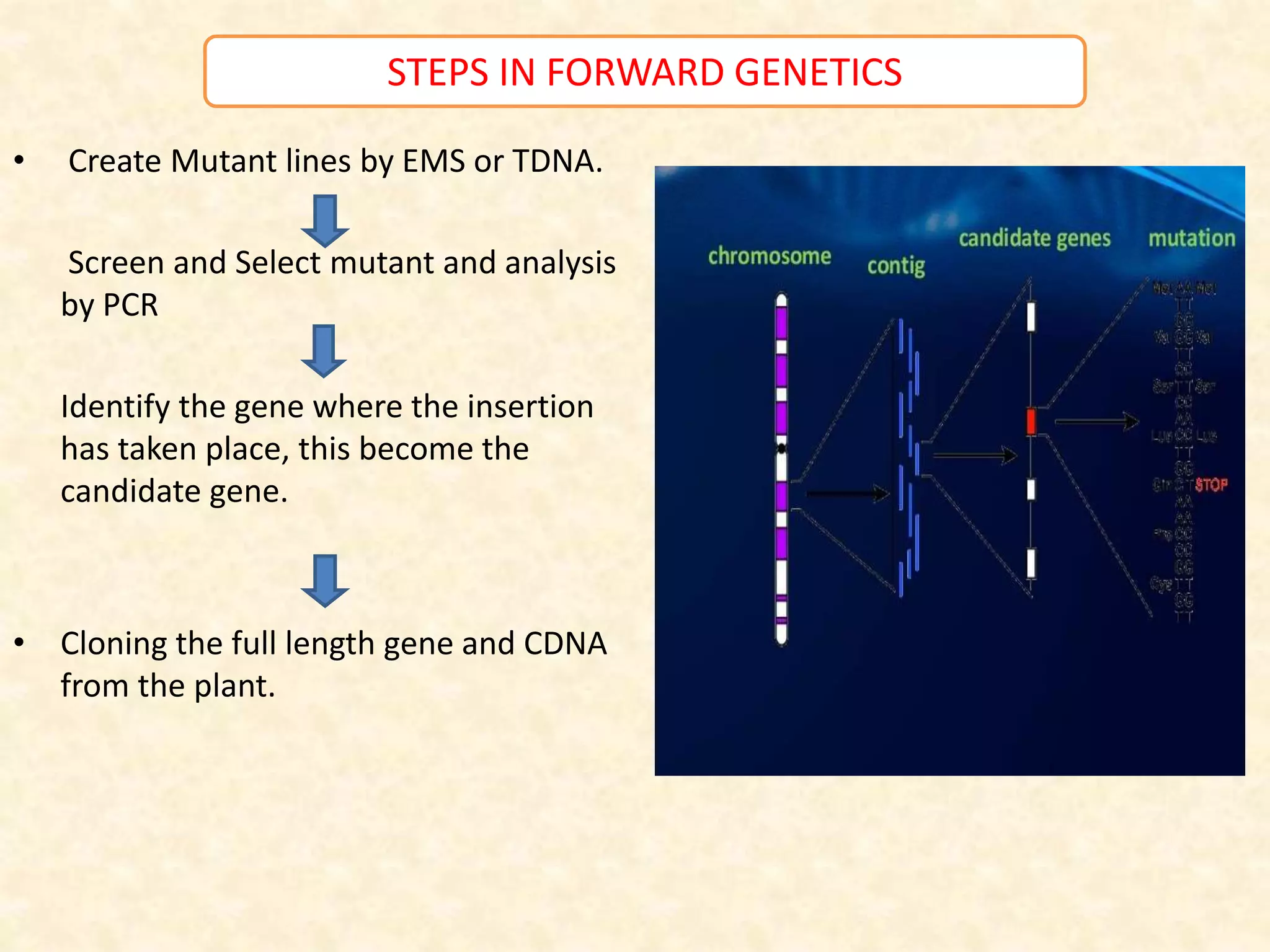 REVERSE GENETICS | PPTX