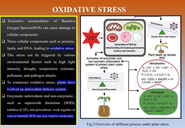 PLANT BASED ANTIOXIDANT AND THEIR APPLICATION | PDF