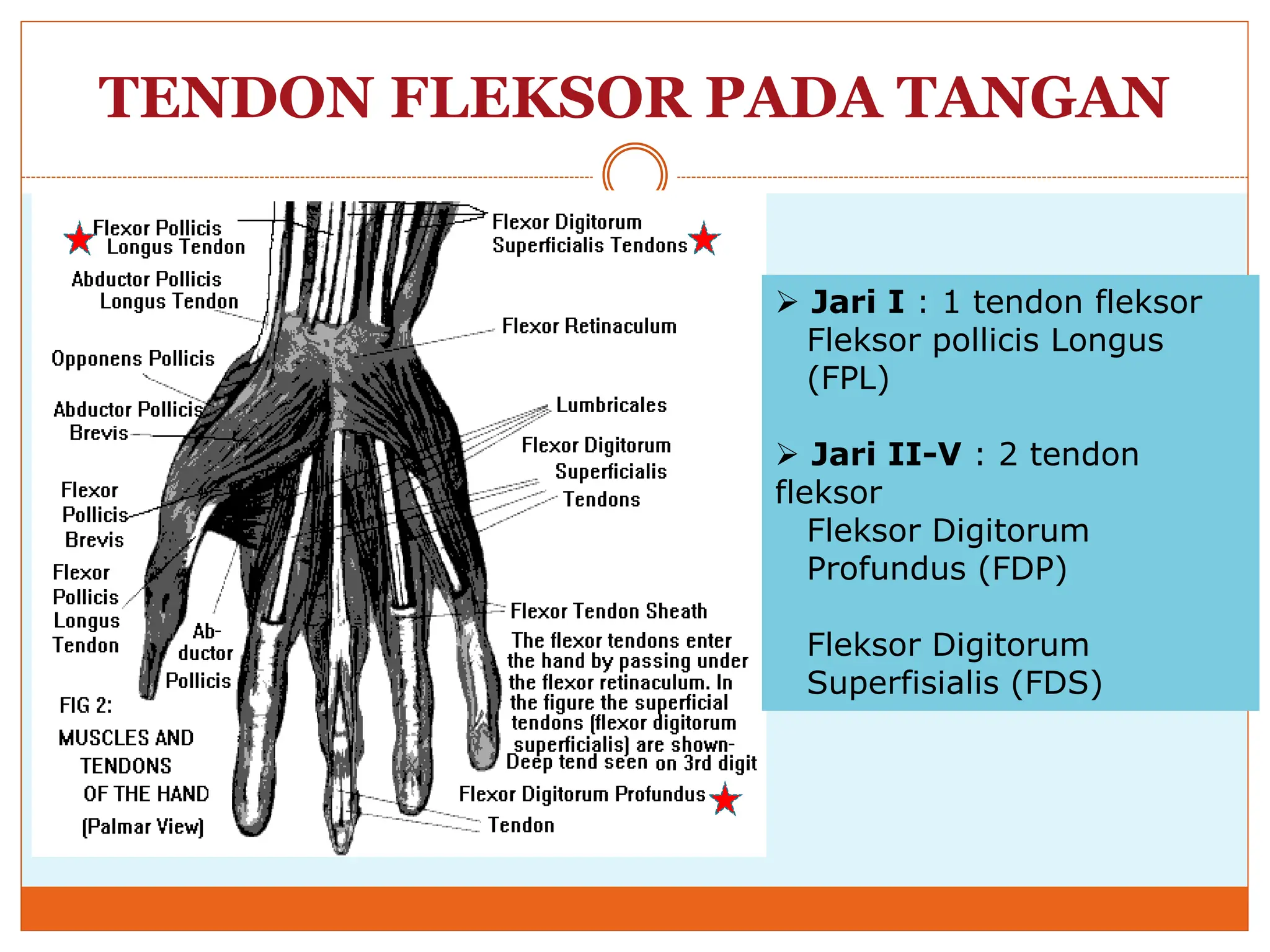 ruptur-tendon-baru_compress tangan | PDF