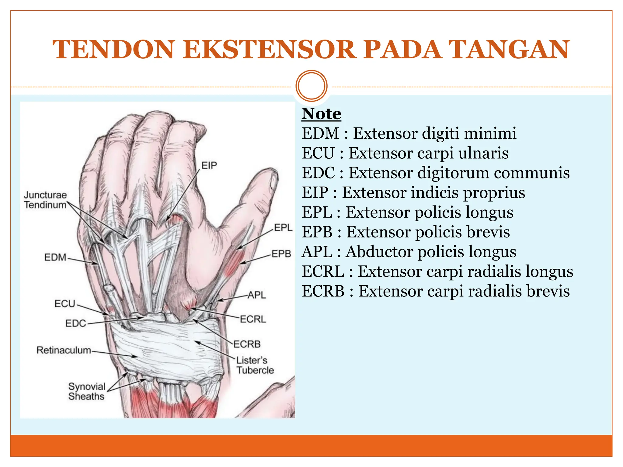ruptur-tendon-baru_compress tangan | PDF