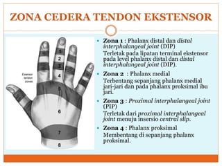 ruptur-tendon-baru_compress tangan | PDF