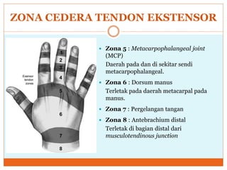ruptur-tendon-baru_compress tangan | PDF