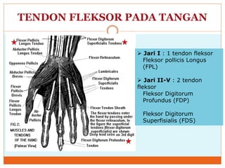 ruptur-tendon-baru_compress tangan | PDF