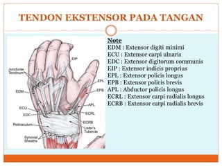 ruptur-tendon-baru_compress tangan | PDF