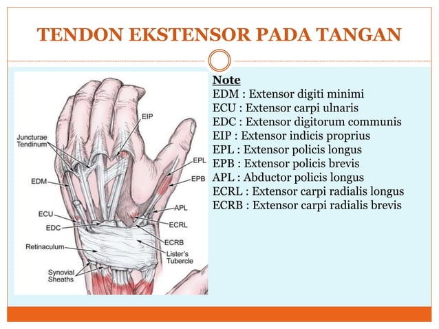 ruptur-tendon-baru_compress tangan | PDF