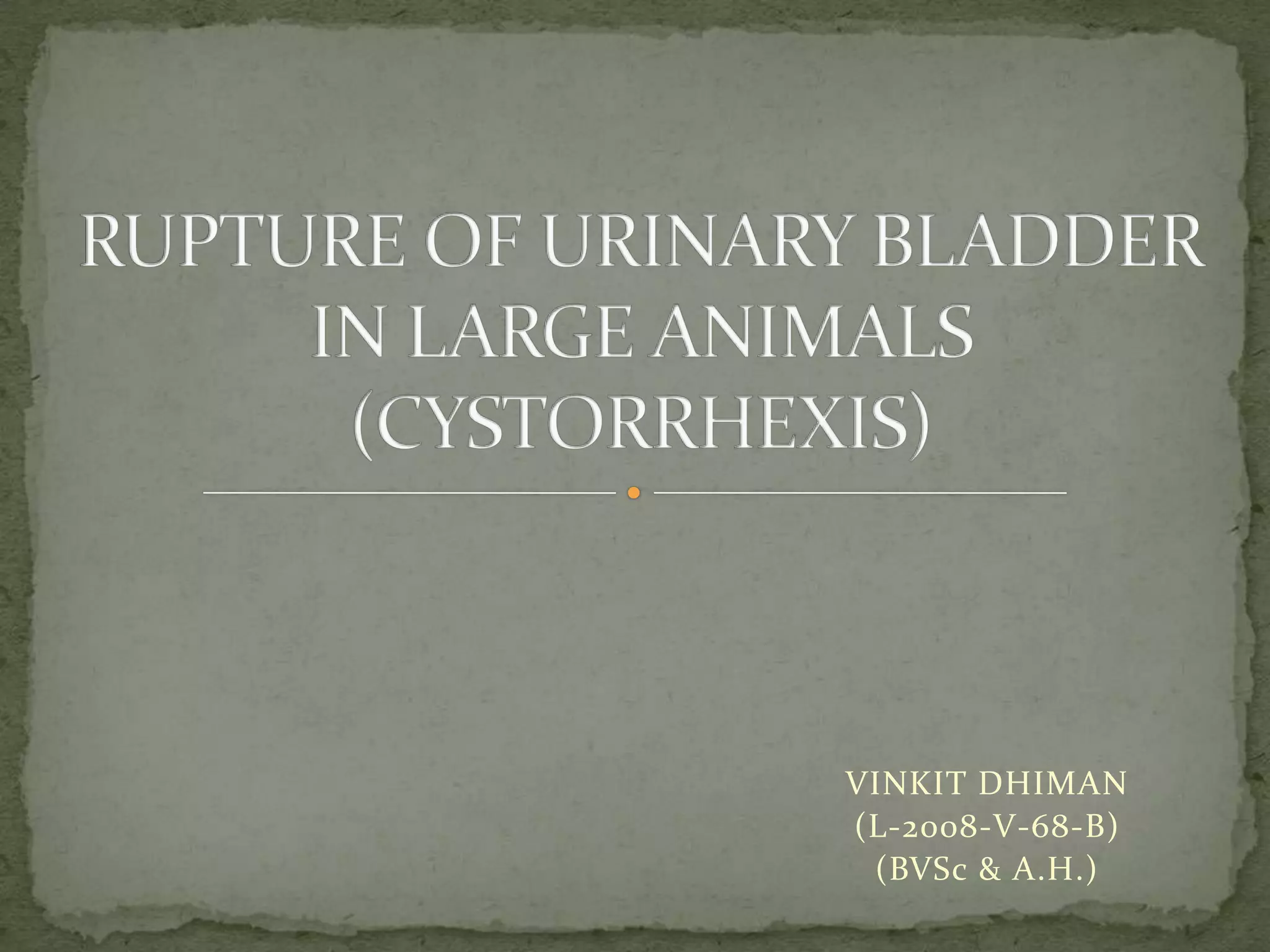 Rupture of urinary bladder in large animals copy (2) | PPTX | Digestive ...