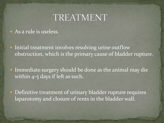 Rupture of urinary bladder in large animals copy (2) | PPTX | Digestive ...