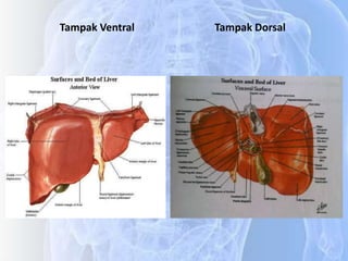 Ruptur esofagus&trauma hepar | PPTX