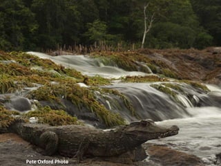 Scenes of the Rupununi | PPT