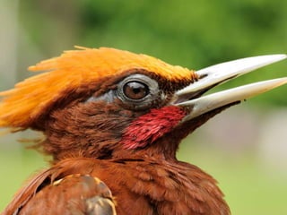 Scenes of the Rupununi | PPTX