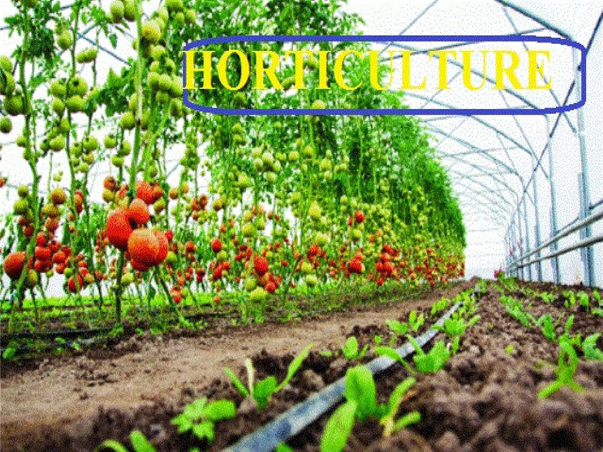 RURAL DEVELOPMENT for class 12 economics | PPTX