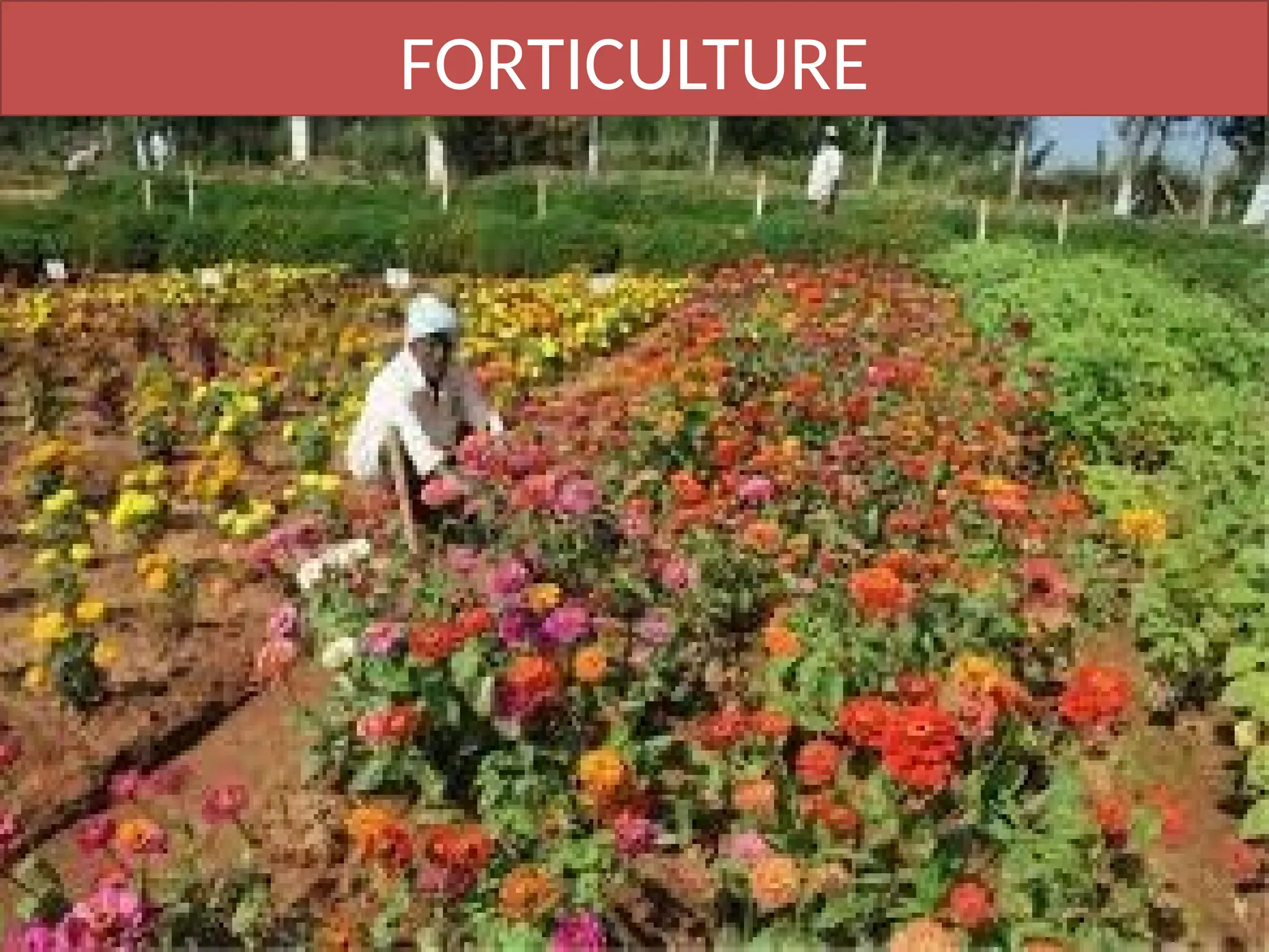 RURAL DEVELOPMENT for class 12 economics | PPTX