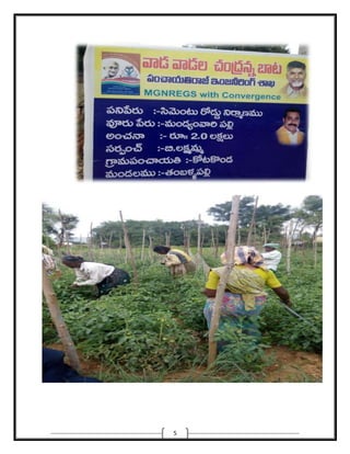 Rural immersion programe | DOCX