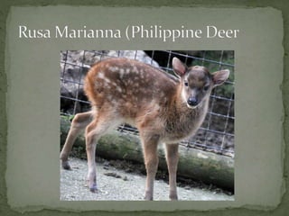 Rusa | PPT