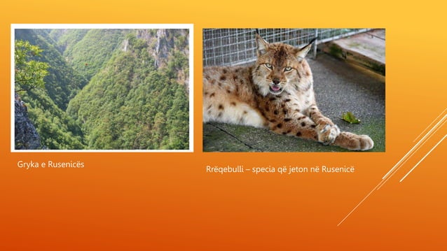 RUSENICA - PREZANTIM SHKOLLOR 2024..pptx