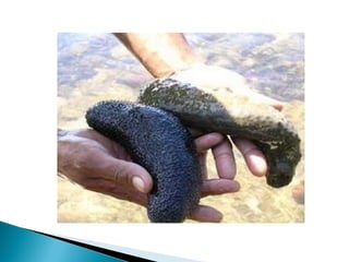 Rusimah+rezmi azida | PPT