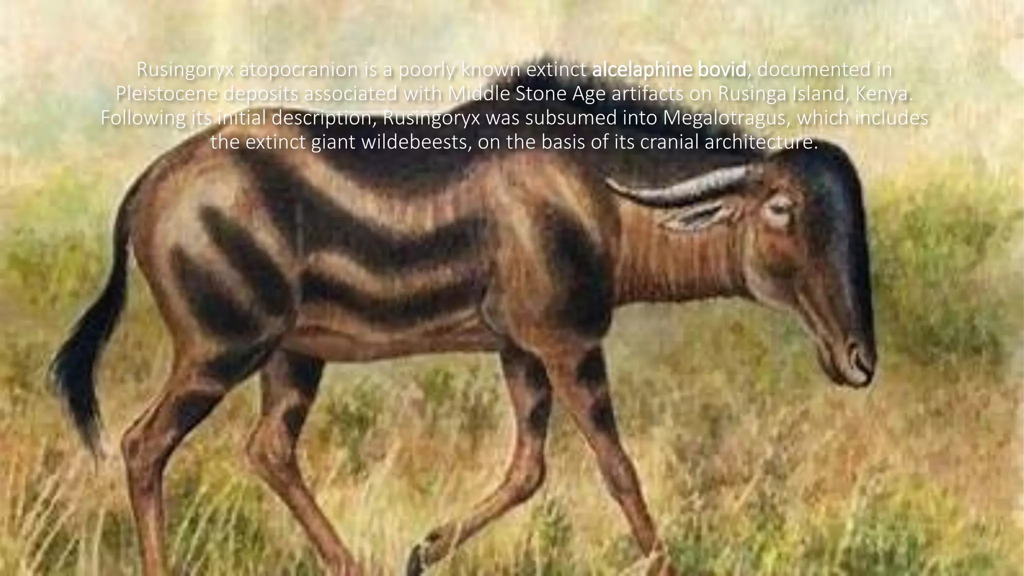 Rusingoryx the ancient mammal, more a dinosaur.pptx
