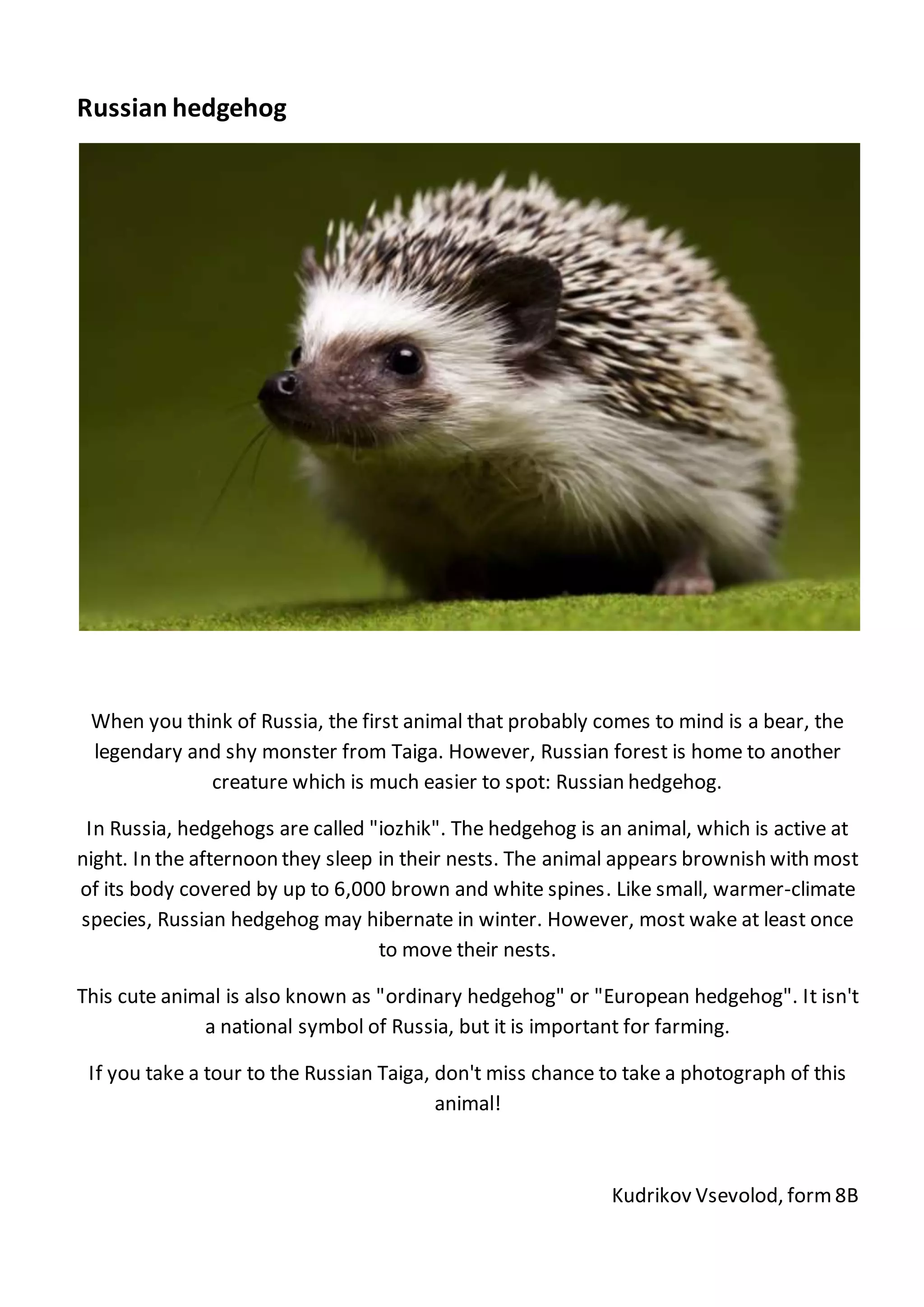 Russian hedgehog | DOCX | Pets