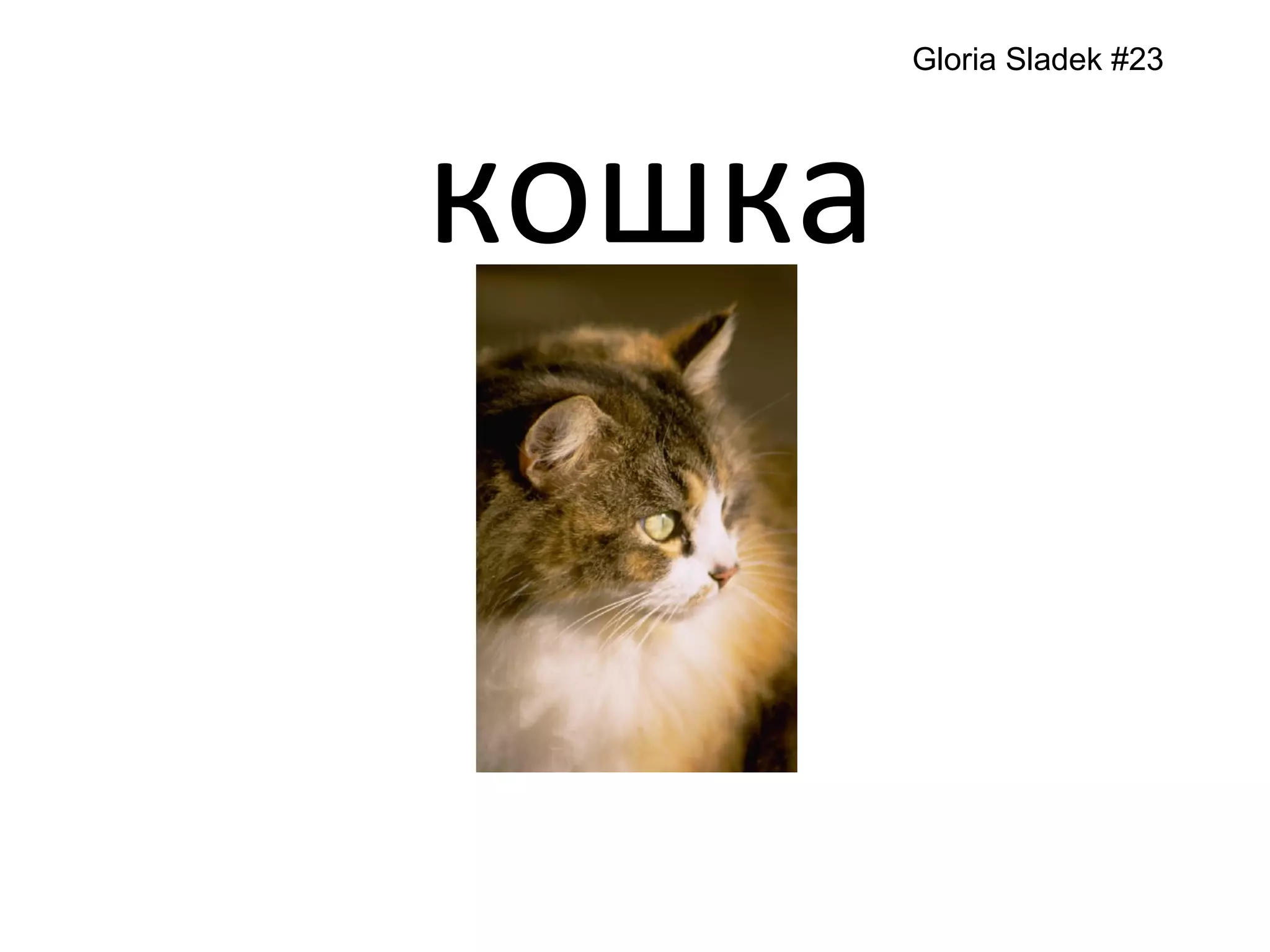 Russian word of the day | PPT