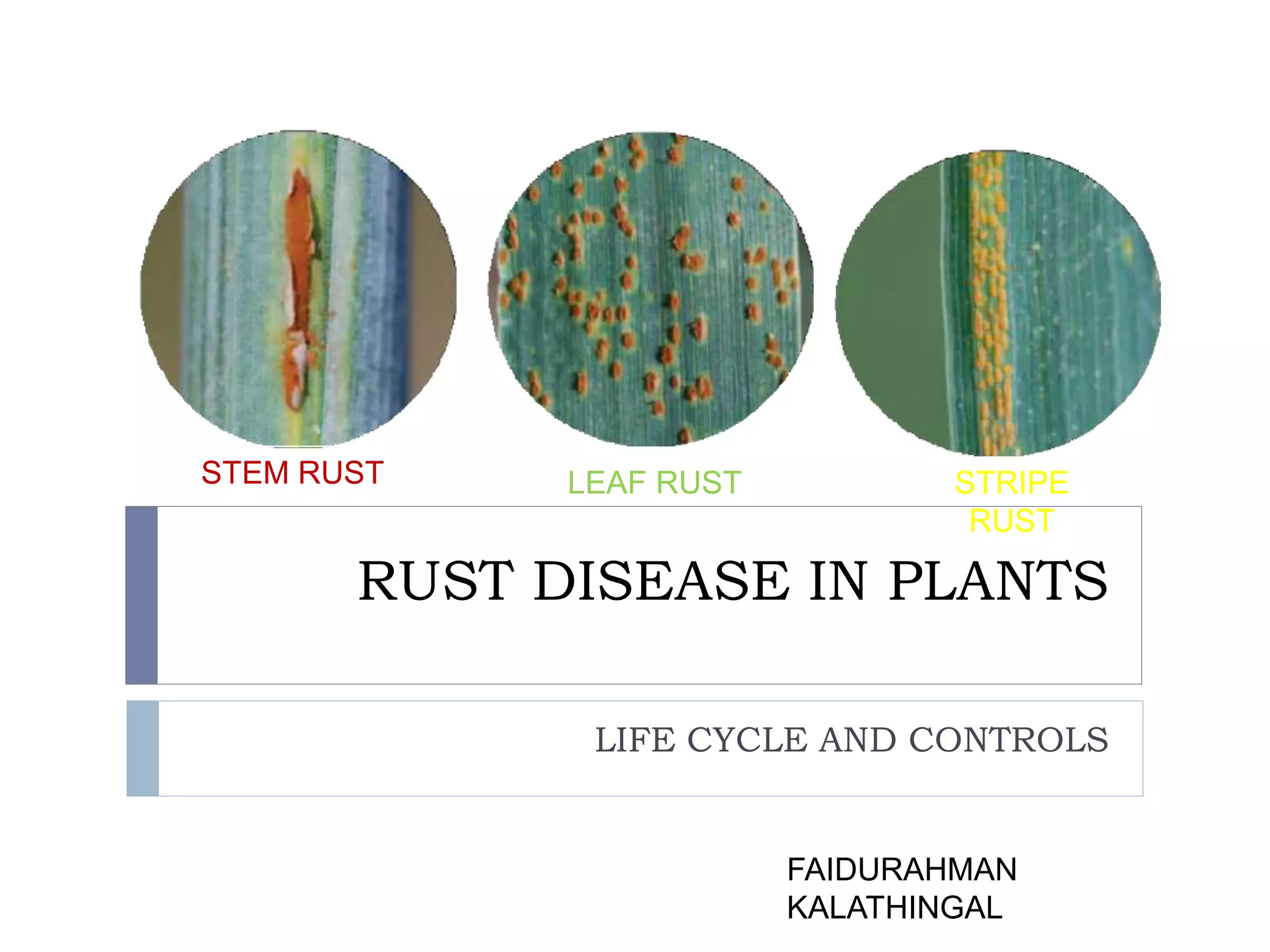 Rust disease in plants lin | PPTX | Gardening | Home & Garden
