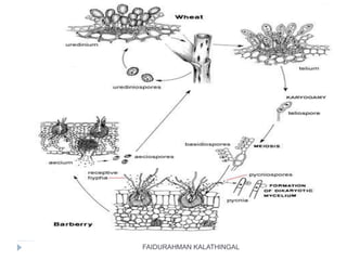 Rust disease in plants lin | PPTX