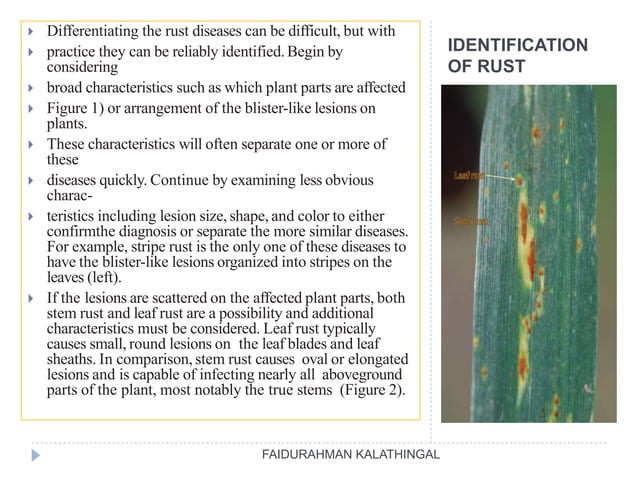 Rust disease in plants lin | PPTX | Gardening | Home & Garden