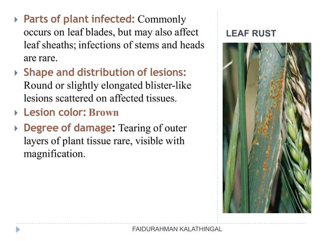 Rust disease in plants lin | PPTX | Gardening | Home & Garden