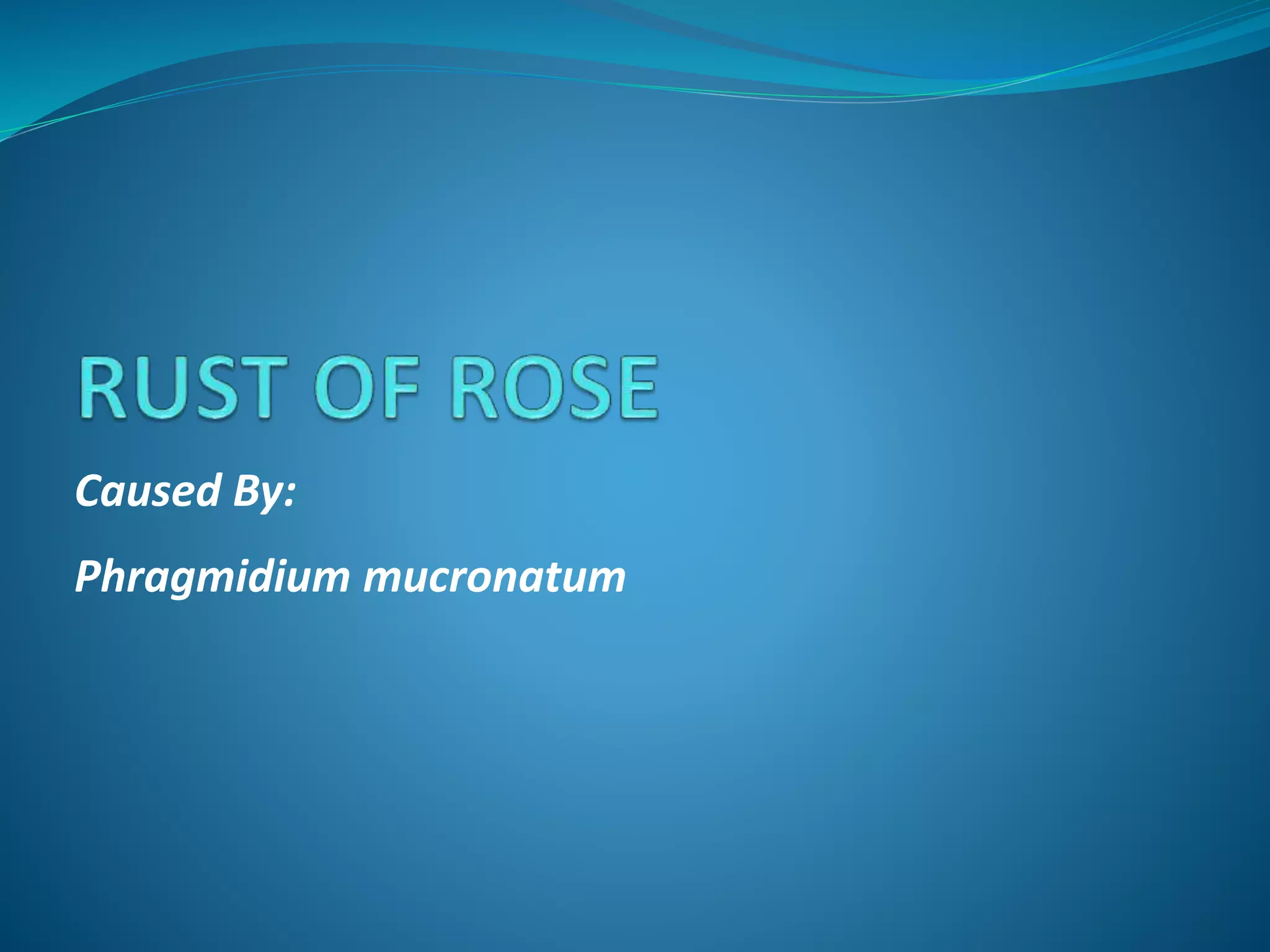 Rust diseases | PPTX