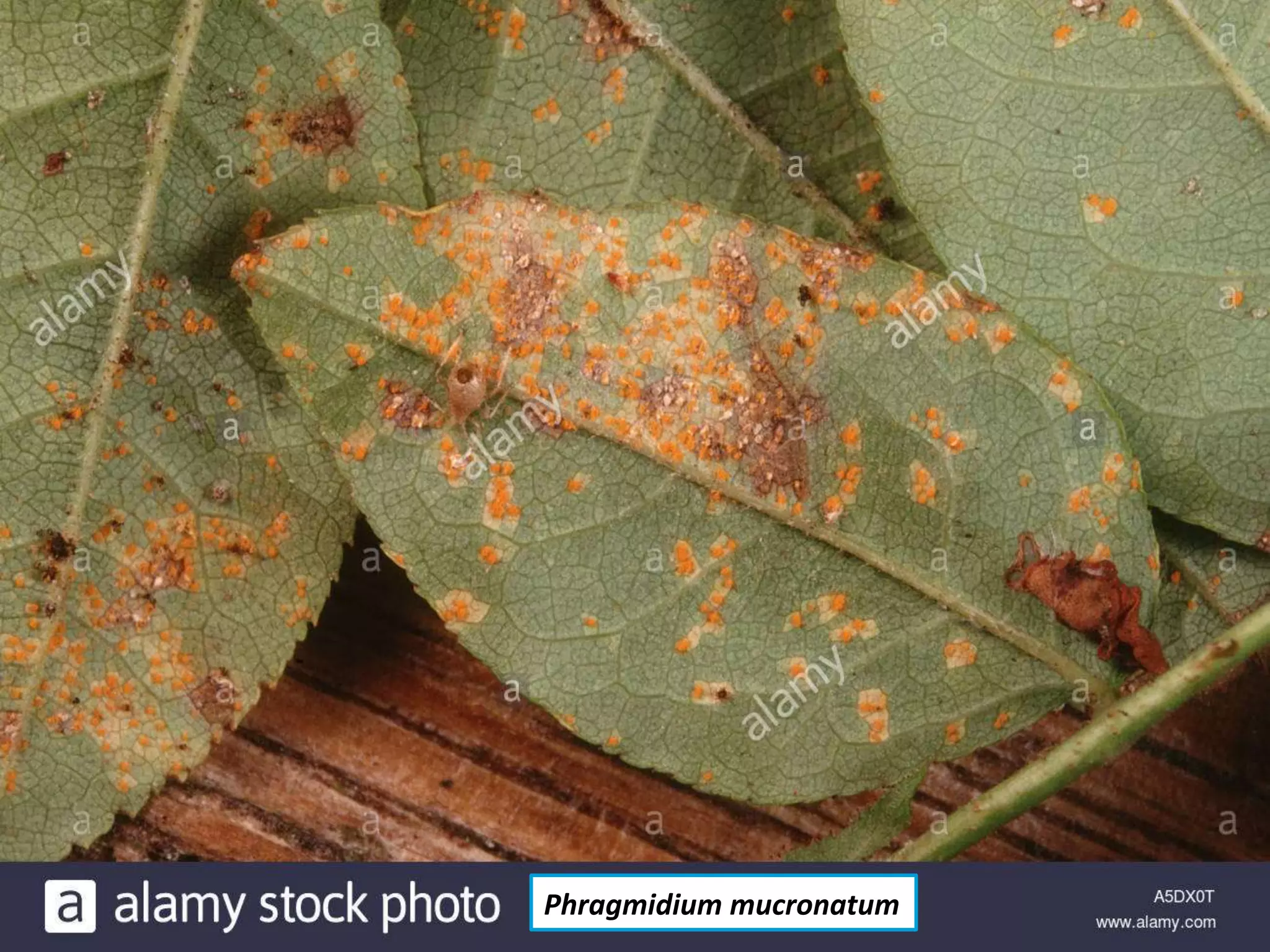 Rust diseases | PPTX