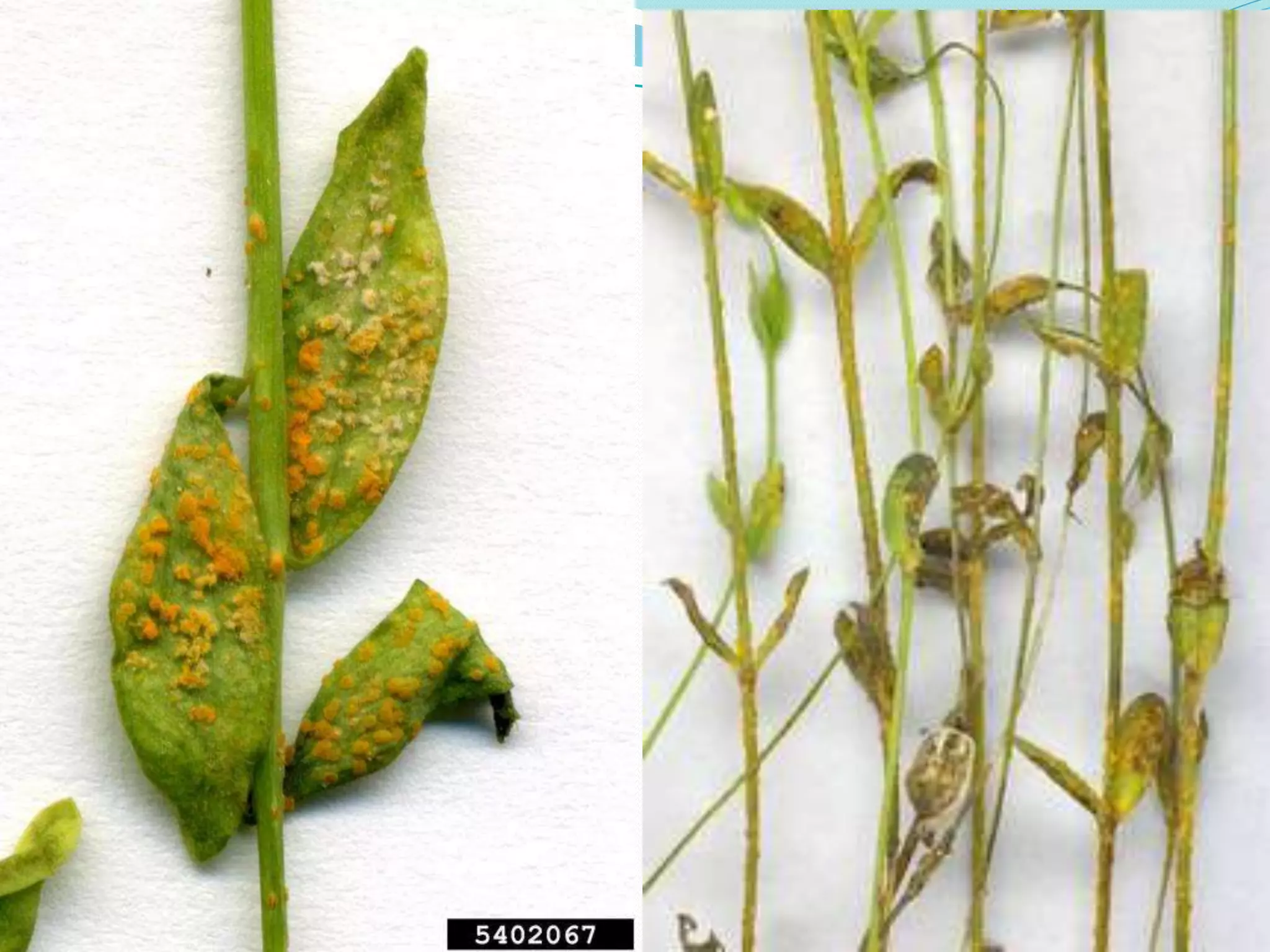 Rust diseases | PPTX