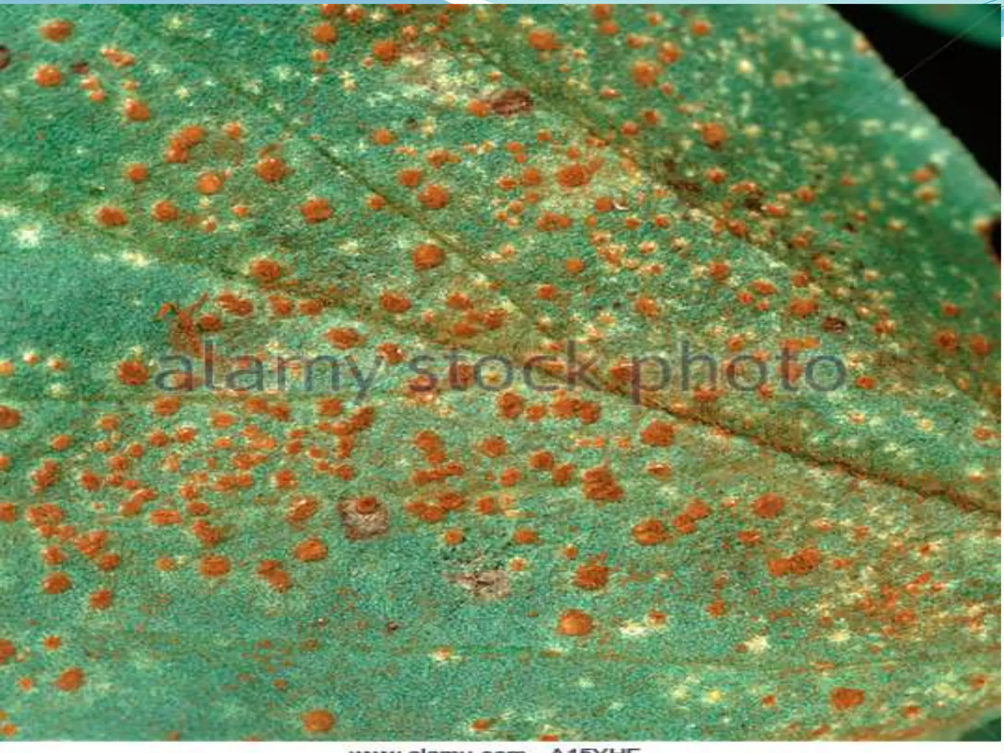 Rust diseases | PPTX