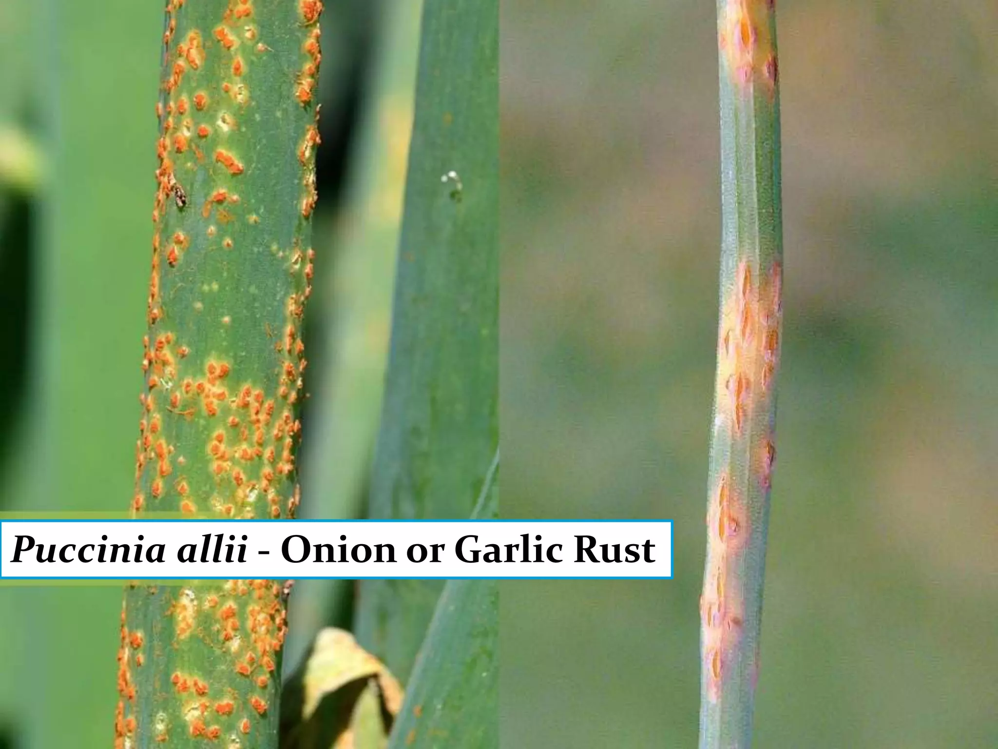 Rust diseases | PPTX