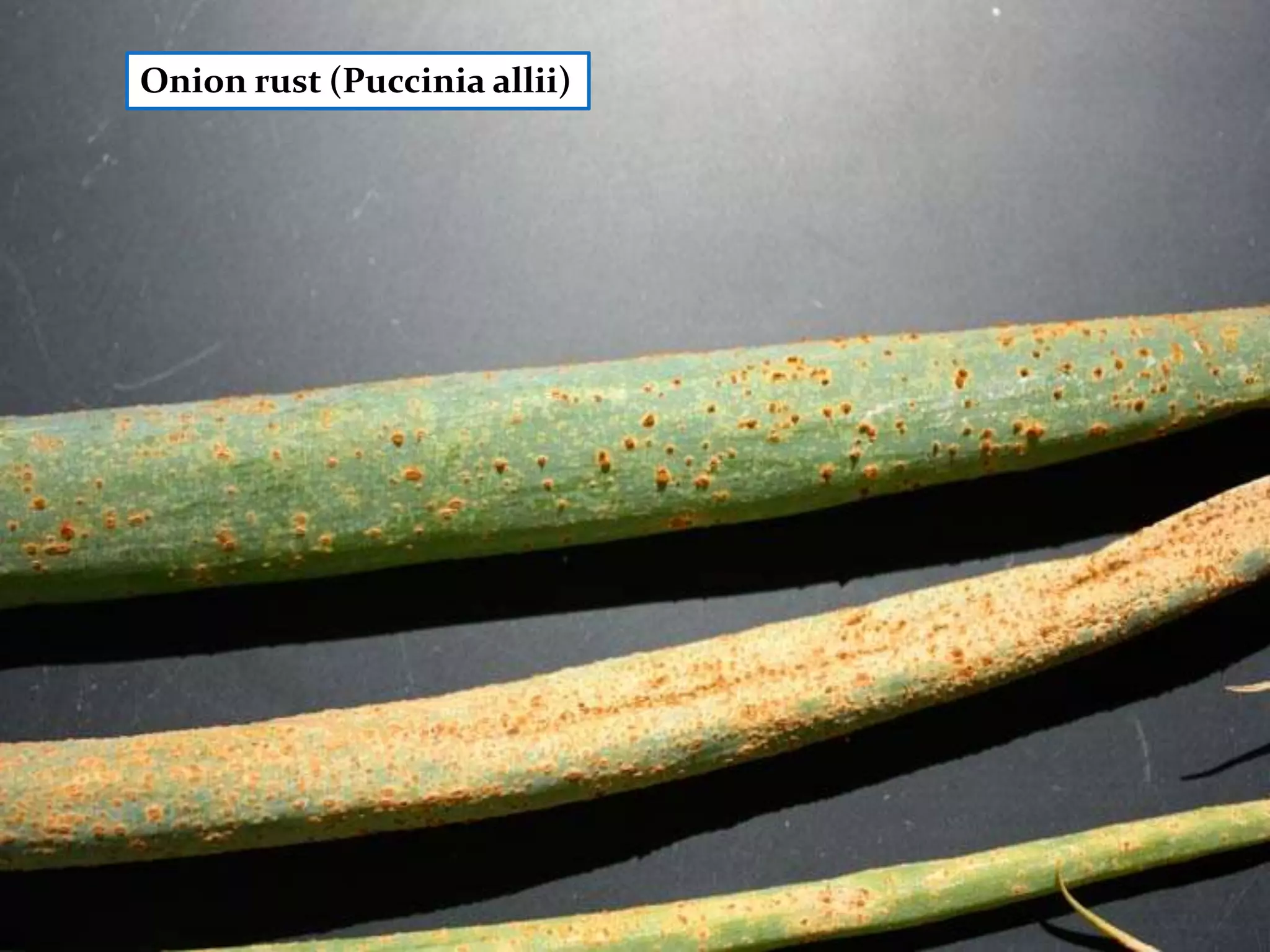 Rust diseases | PPTX