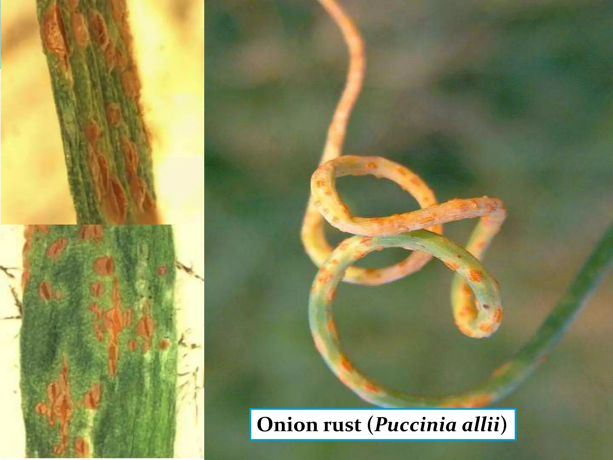 Rust diseases | PPTX