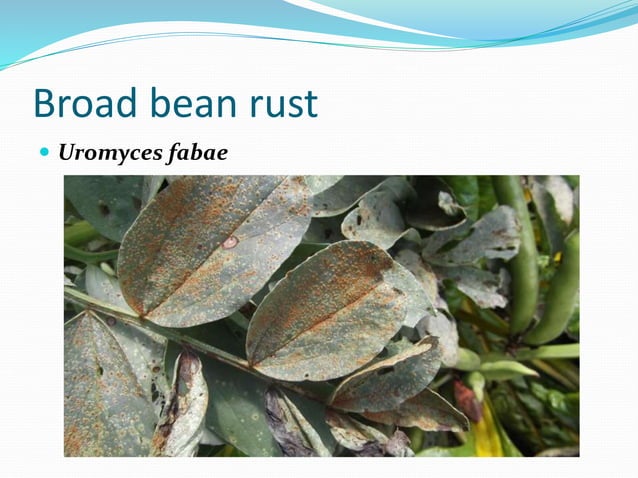Rust diseases | PPTX