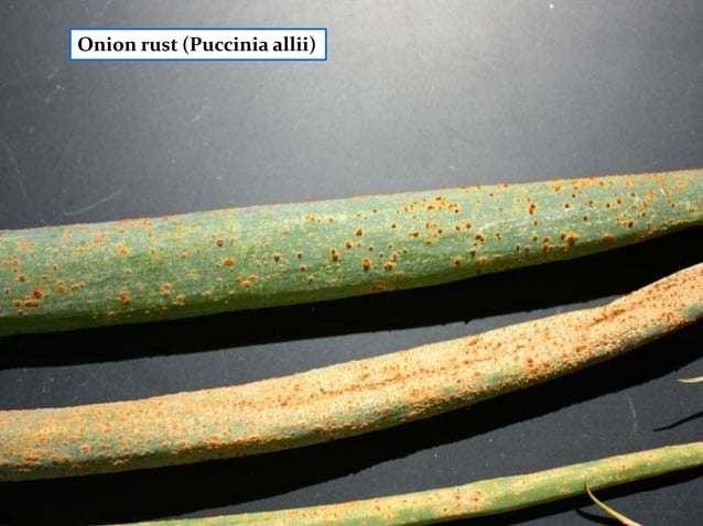 Rust diseases | PPTX