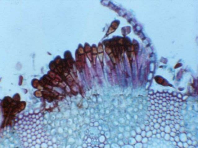 Rust diseases | PPTX