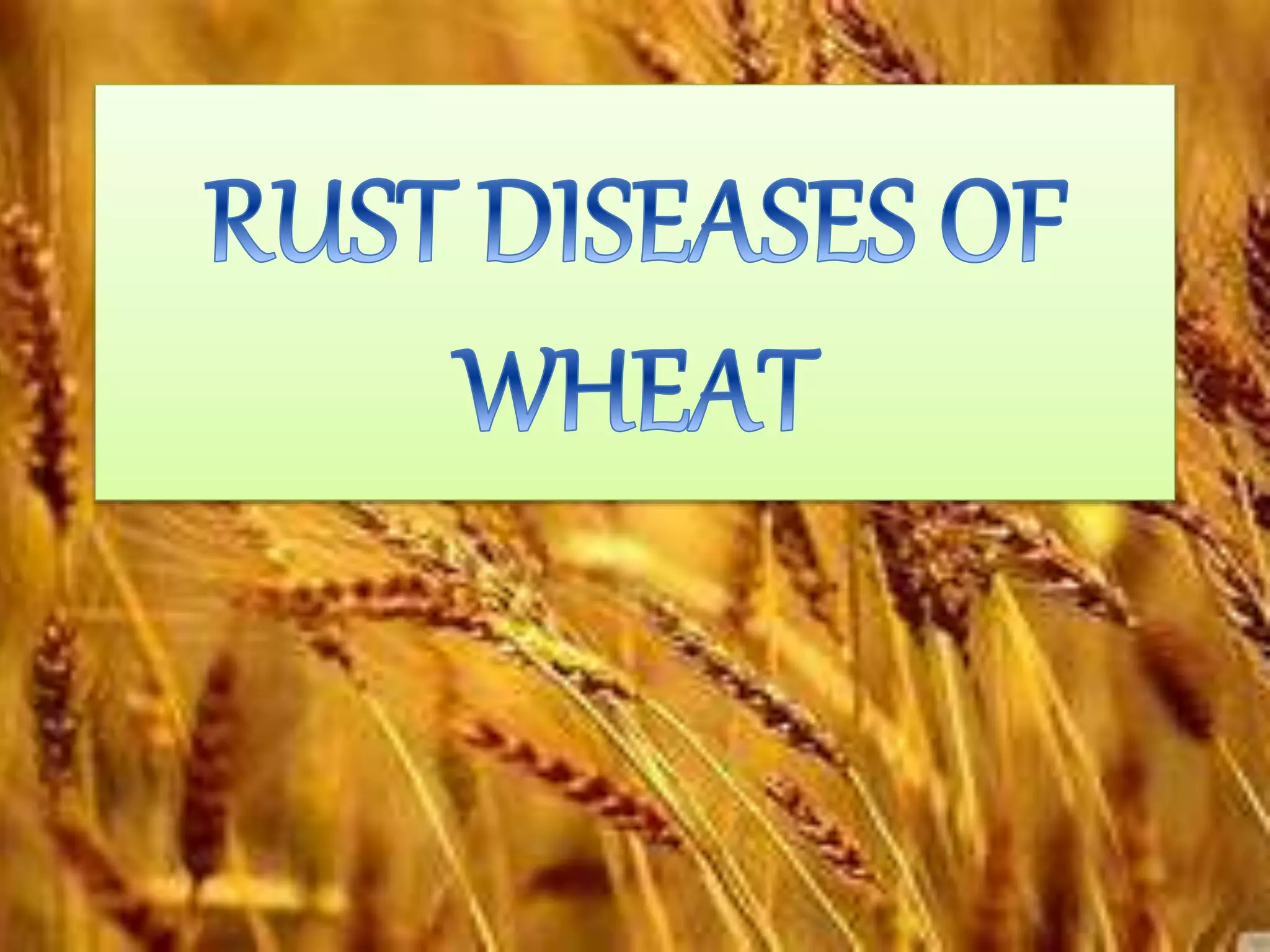 Rust diseases of wheat | PPTX