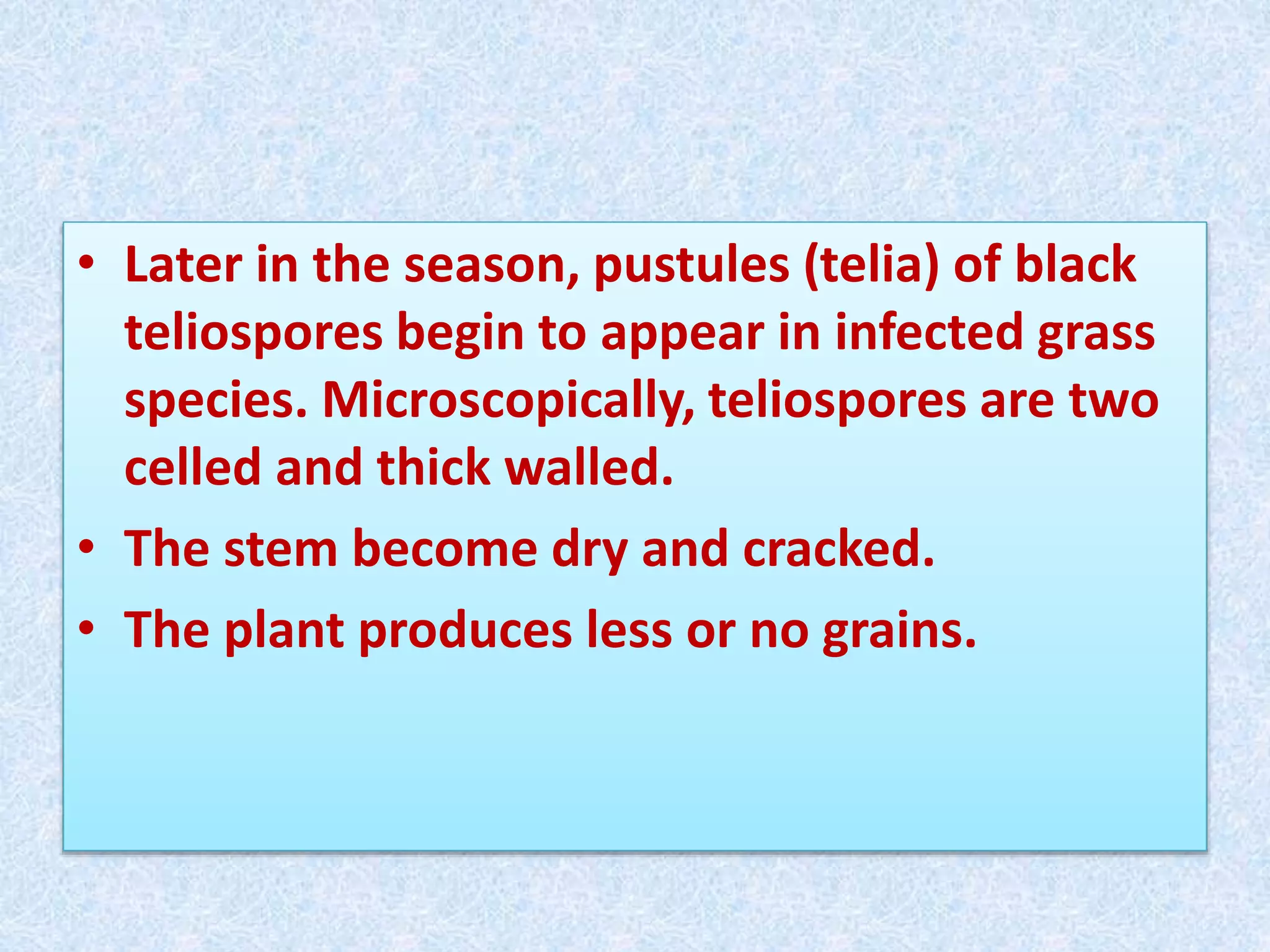 Rust diseases of wheat | PPTX