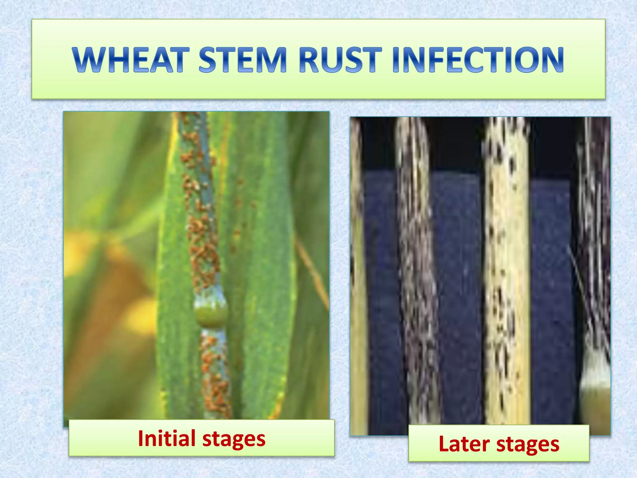 Rust diseases of wheat | PPTX