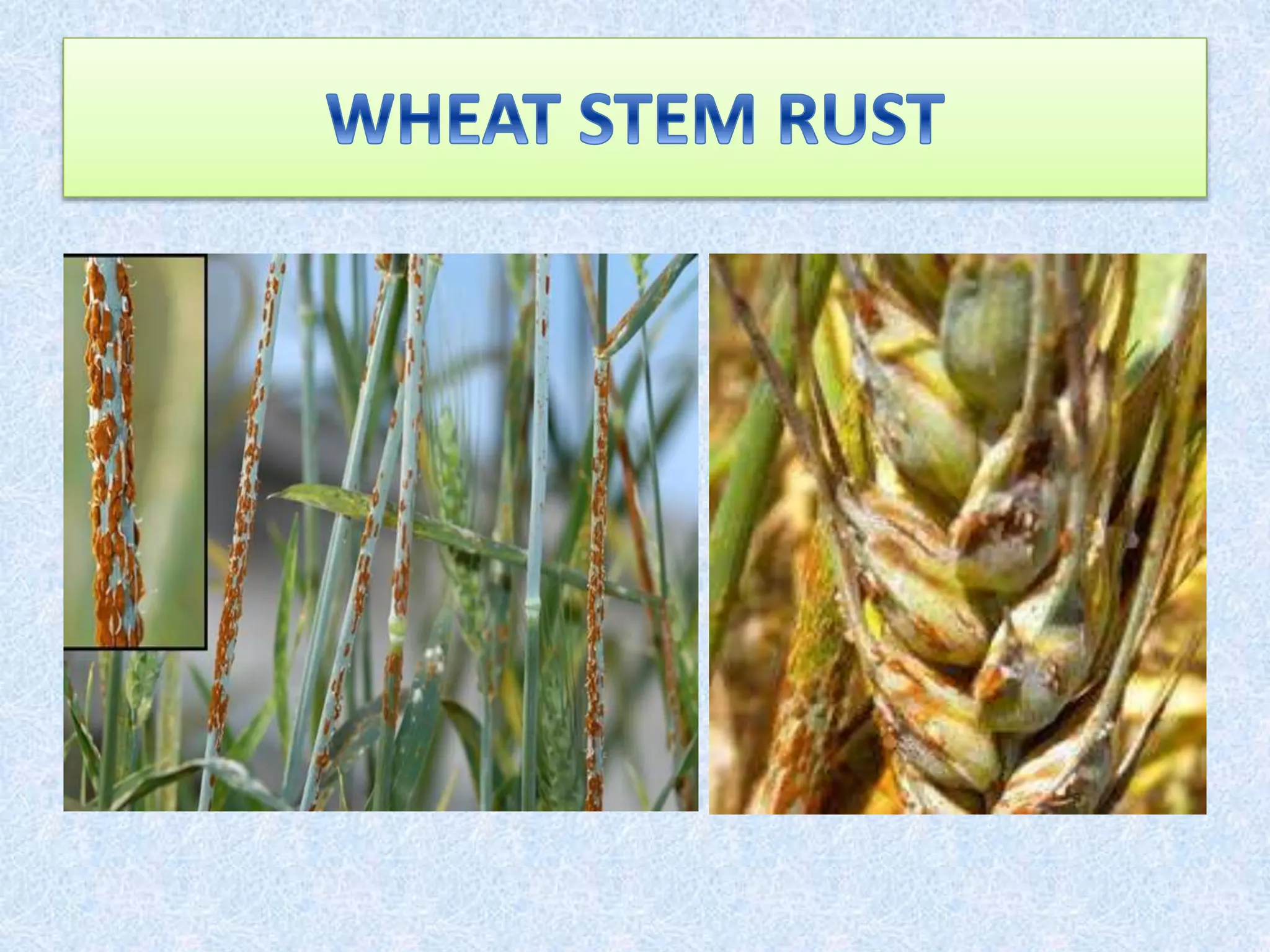 Rust diseases of wheat | PPTX