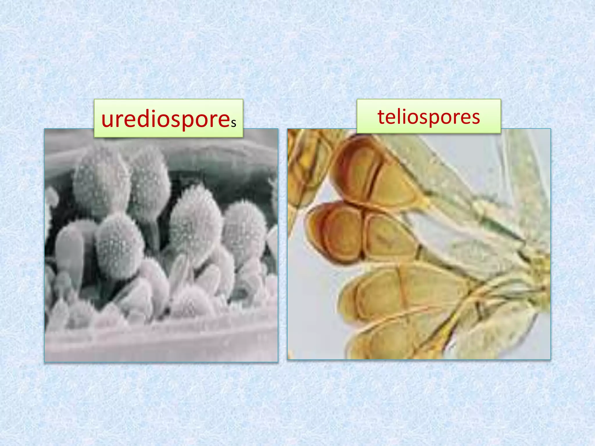 Rust diseases of wheat | PPTX