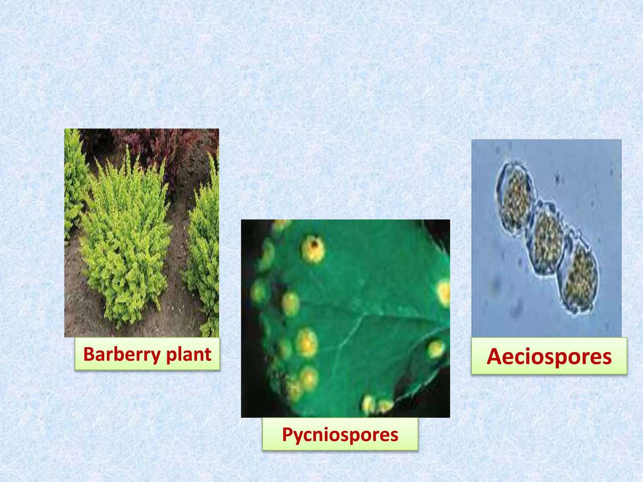 Rust diseases of wheat | PPTX