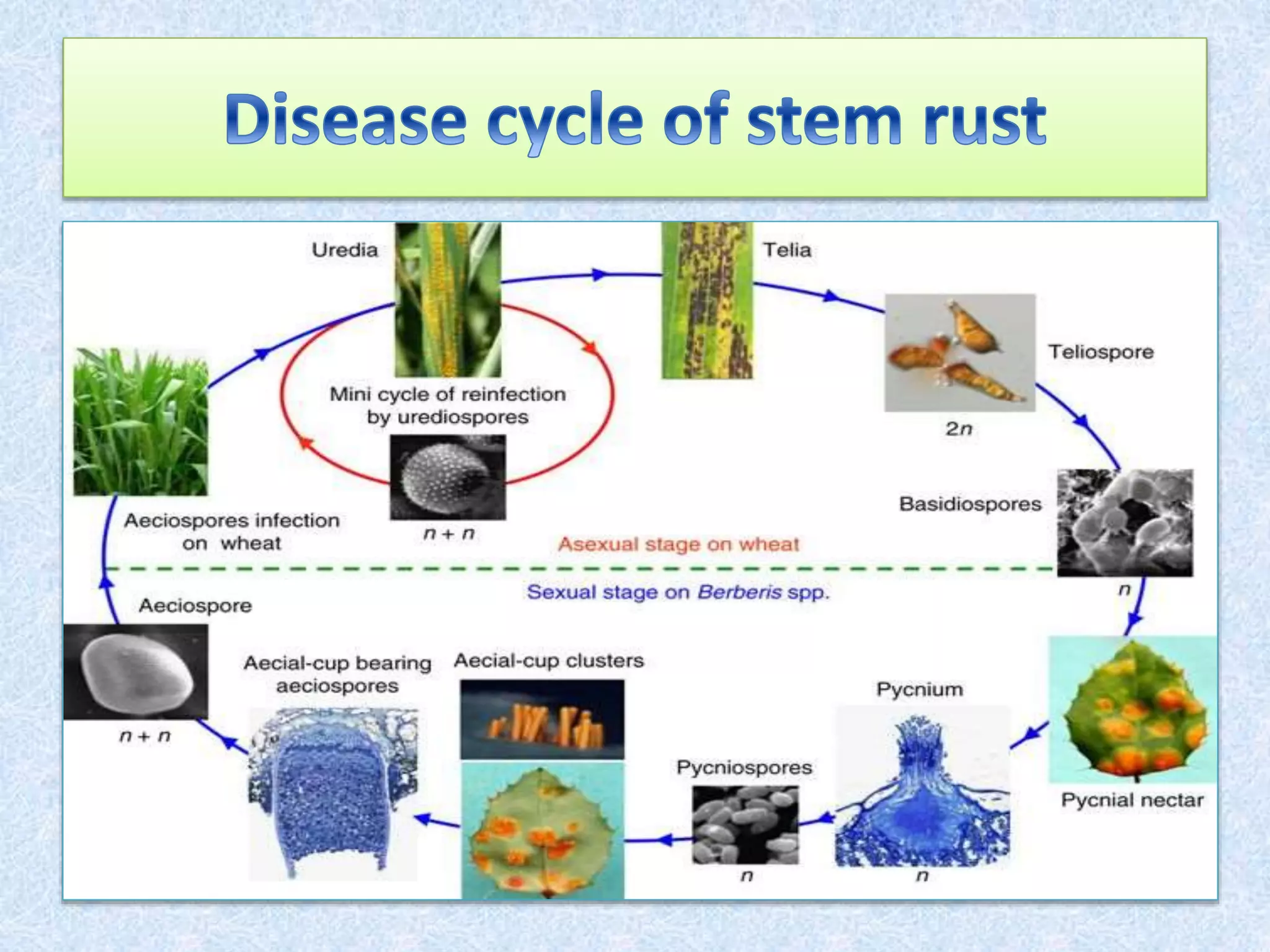 Rust diseases of wheat | PPTX