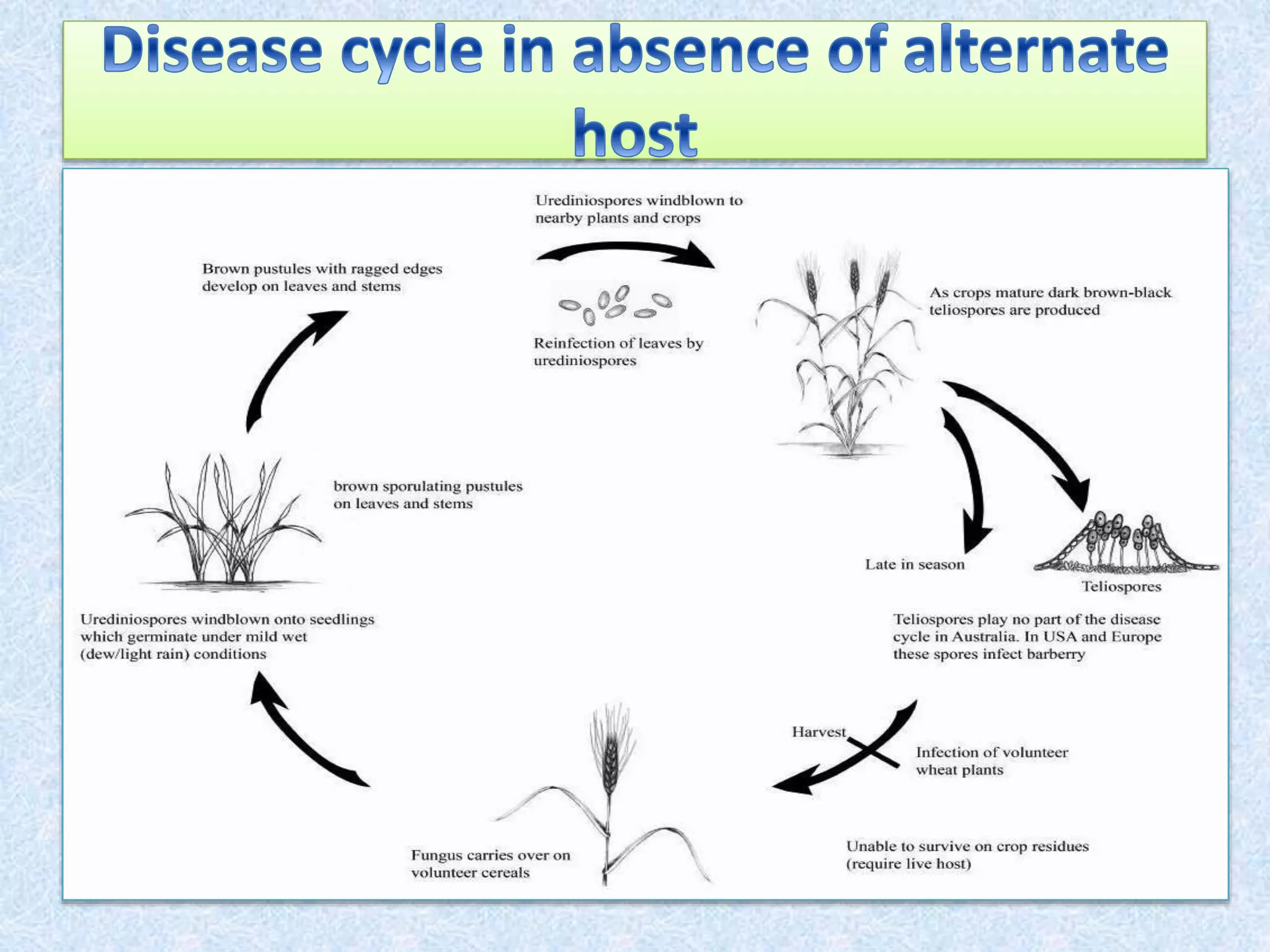 Rust diseases of wheat | PPTX