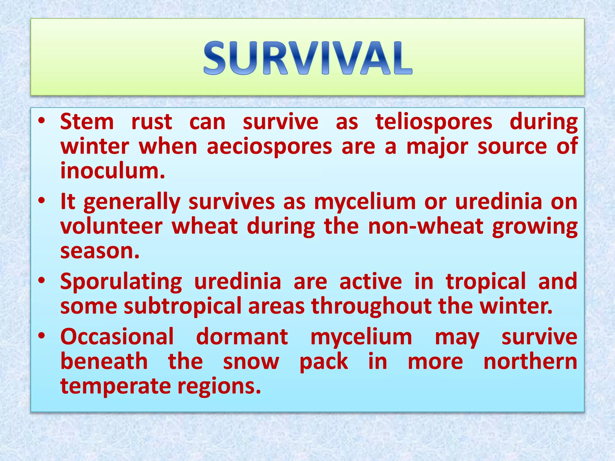 Rust diseases of wheat | PPTX