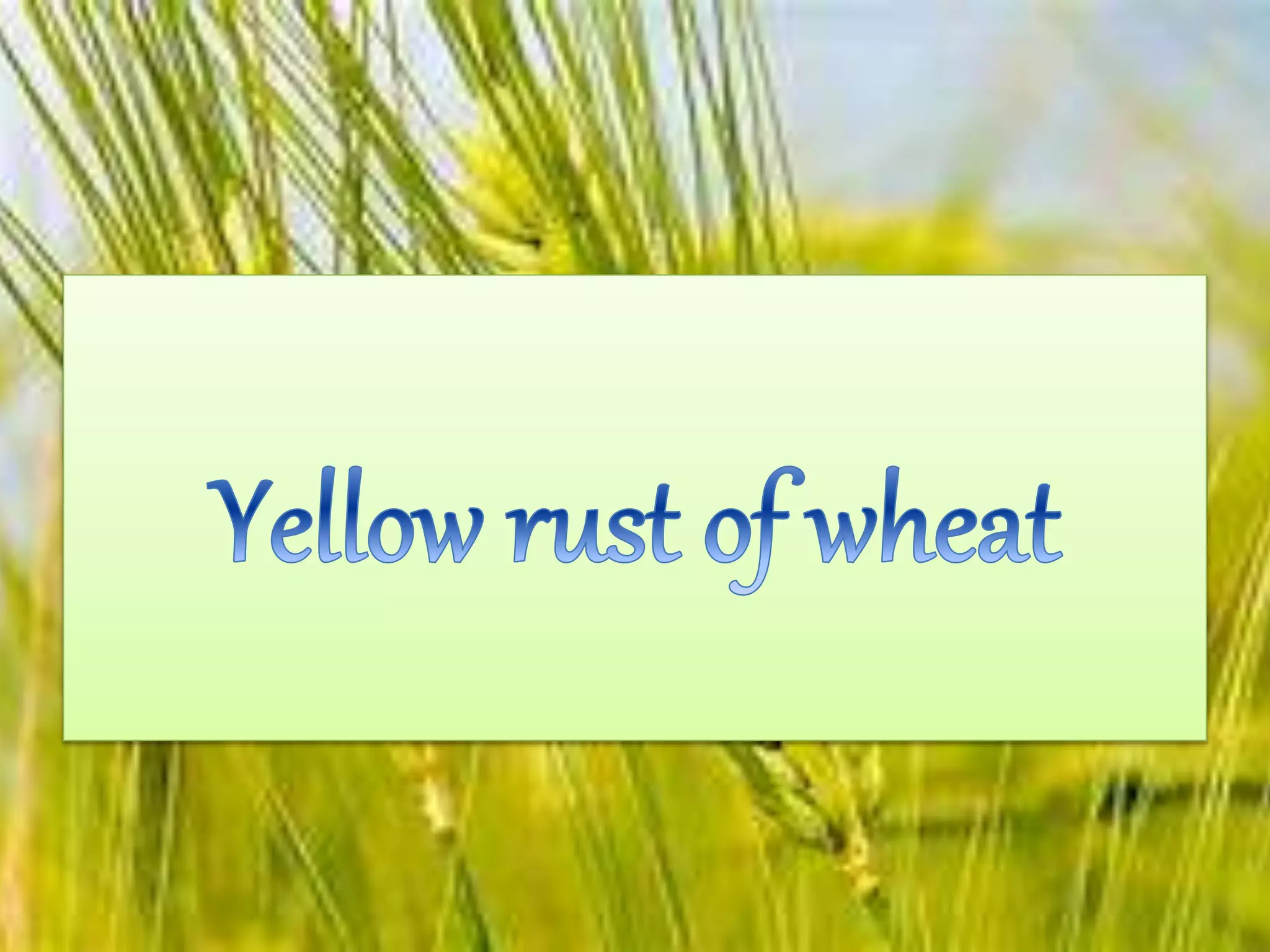 Rust diseases of wheat | PPTX