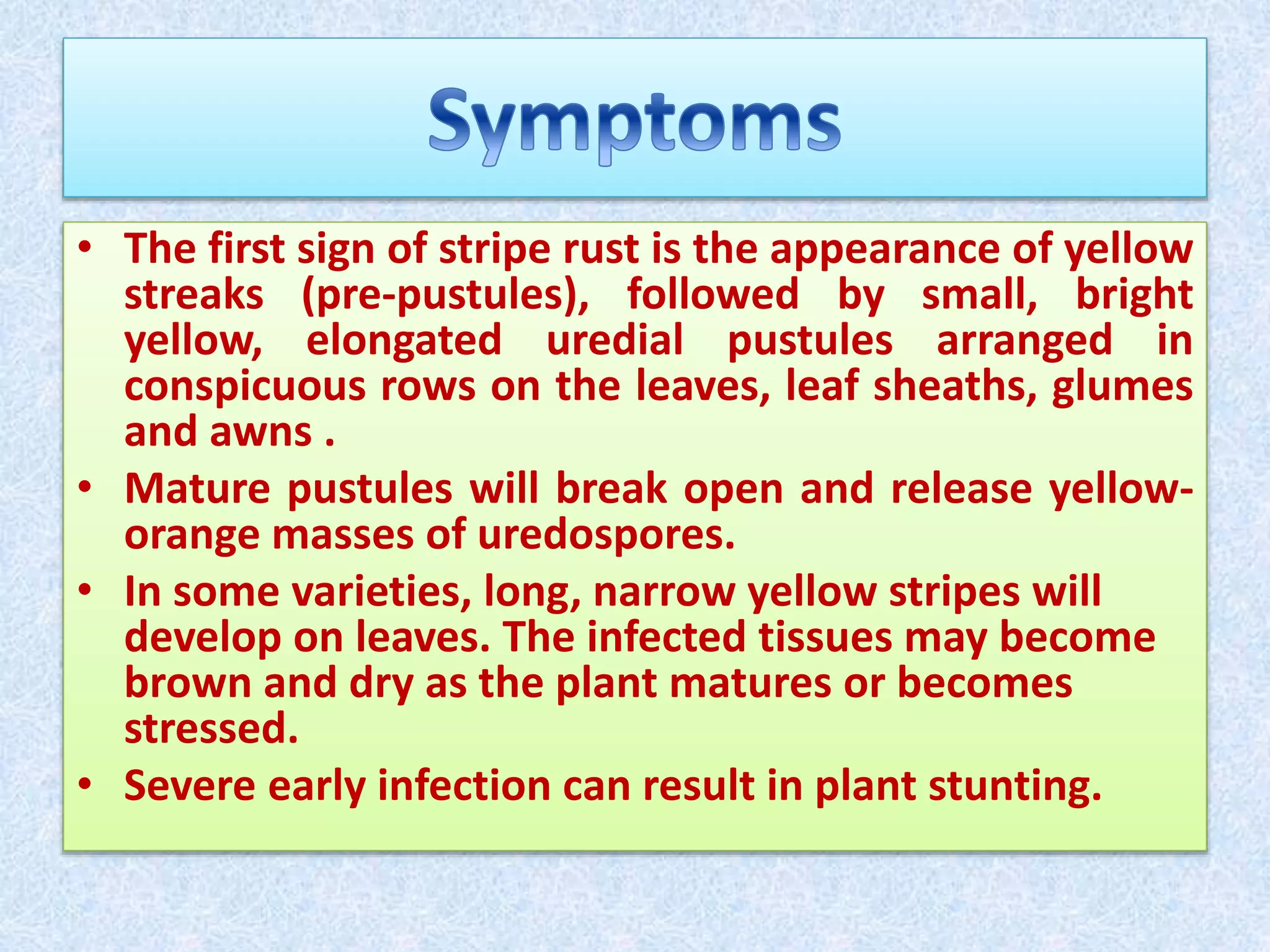 Rust diseases of wheat | PPTX