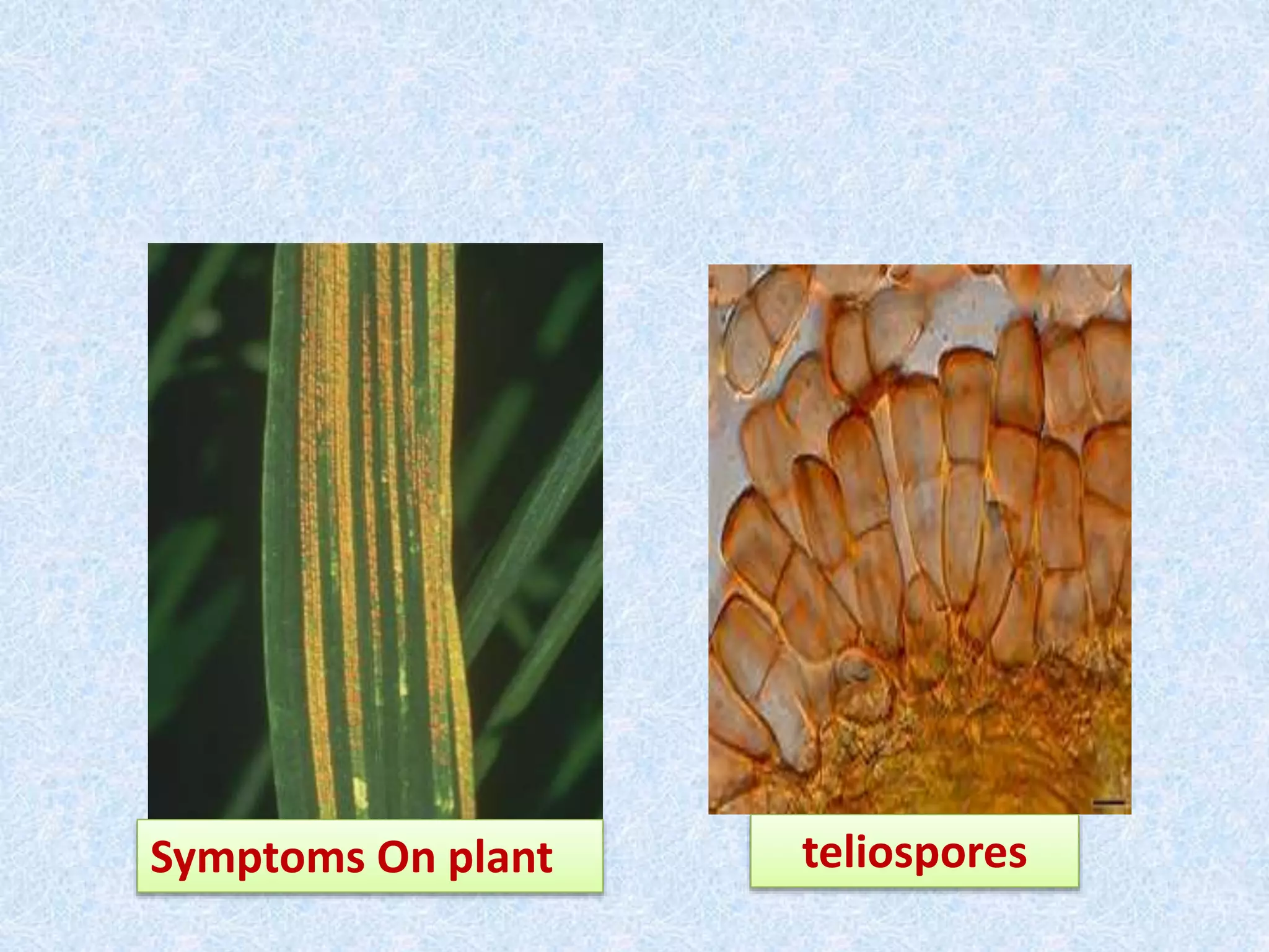 Rust diseases of wheat | PPTX